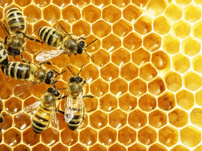 Bees in Japanese Culture & Our Favorite Anime Bee Characters