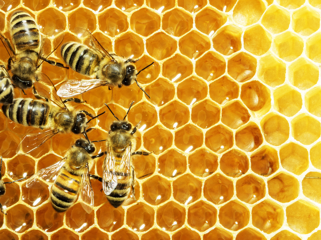 Bees in Japanese Culture & Our Favorite Anime Bee Characters